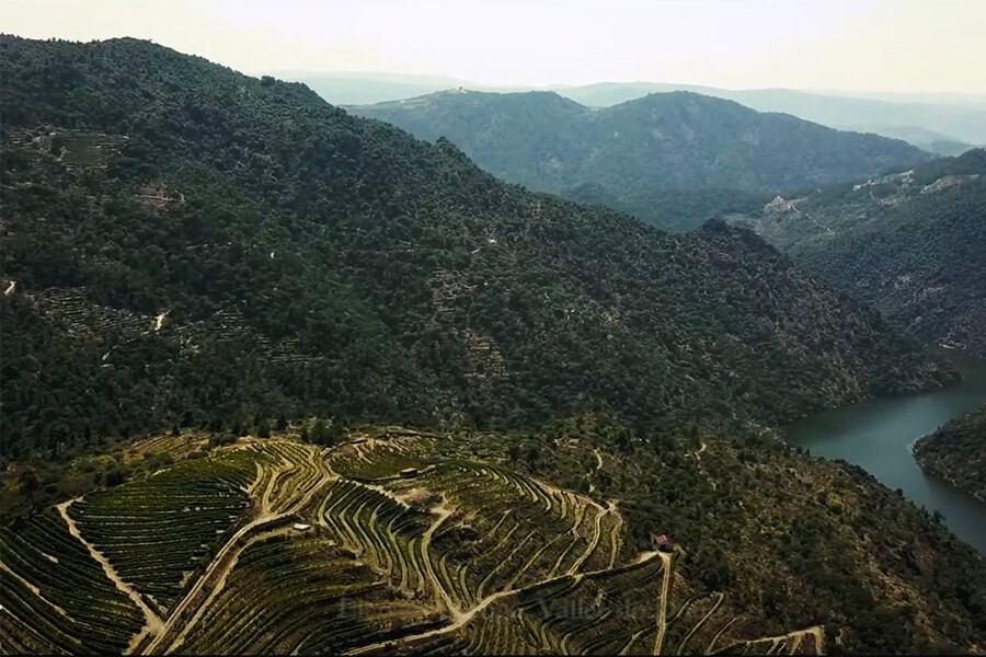 Esclusive di Tannico | Tutte le regioni